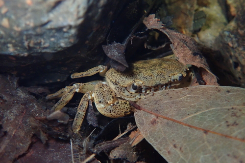 Genus Heterochelamon · iNaturalist