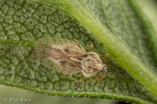 Gargaphia iridescens · iNaturalist