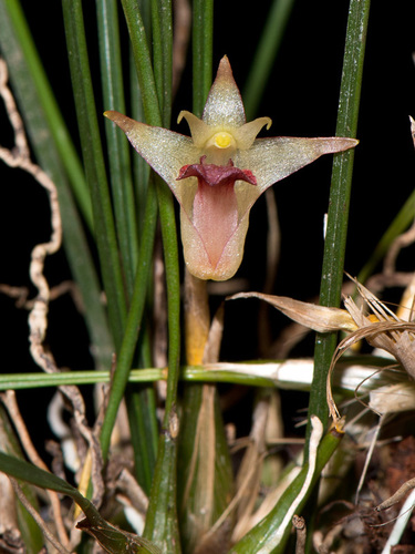 Dendrobium shearmanii · iNaturalist