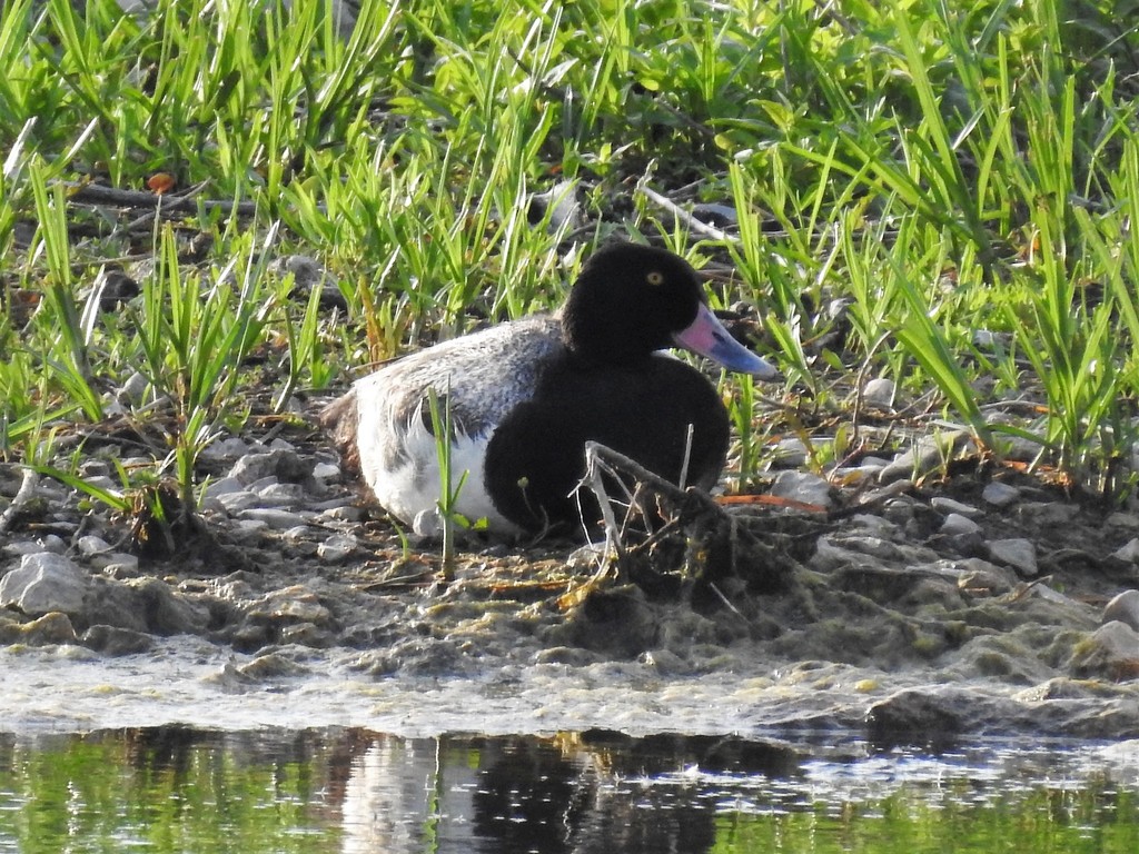 Scaups, Pochards, and Allies from Oak Hammock Marsh WMA, Stonewall ...