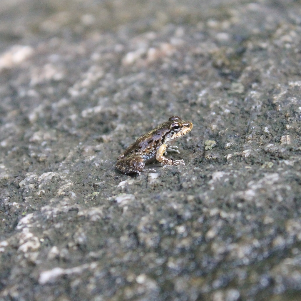 Thoropa miliaris from Morro Mestre Álvaro on April 9, 2018 at 09:10 AM ...