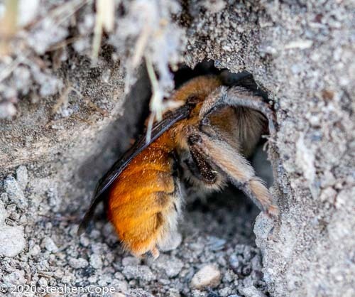 Bees from oria andalucia spain on June 22, 2020 at 08:37 AM by ...