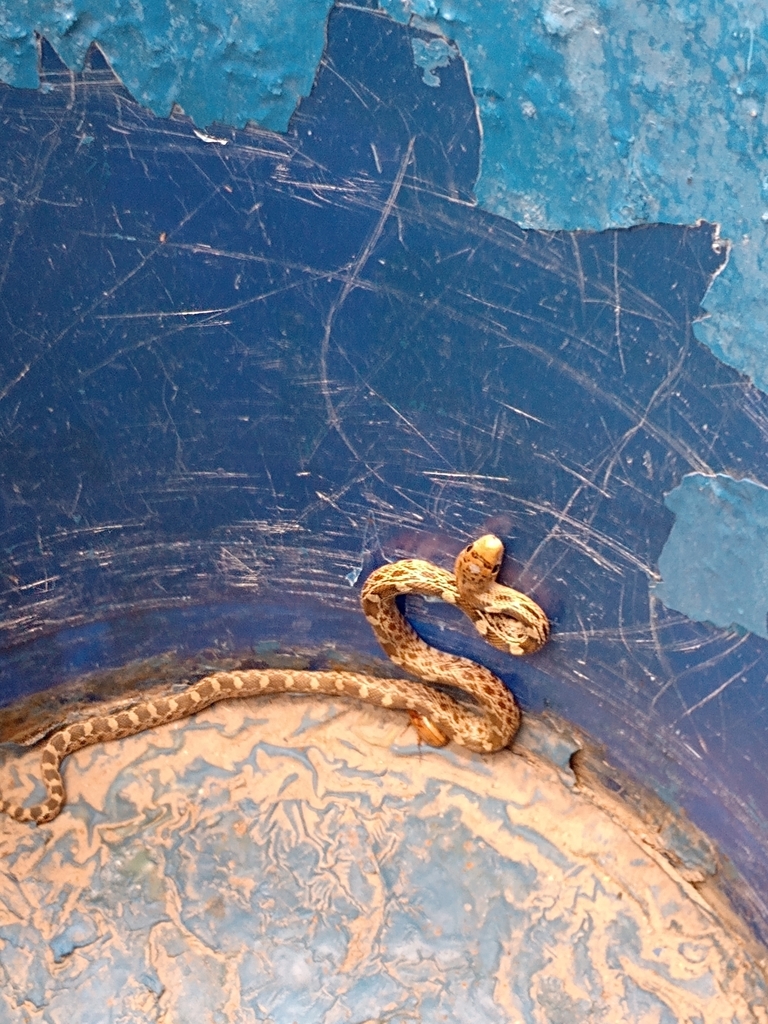 Mexican Bull Snake from Irapuato, Gto., México on June 30, 2020 at 11: ...