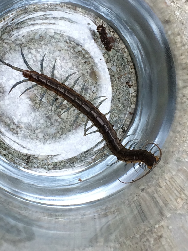 Rhysida from Lakkadivensee, , , on June 1, 2017 at 03:28 PM by ...