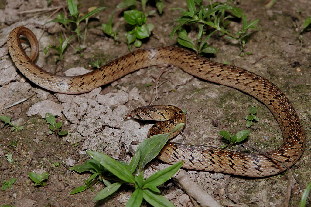 Taiwan Kukri Snake in June 2020 by Carol Kwok · iNaturalist