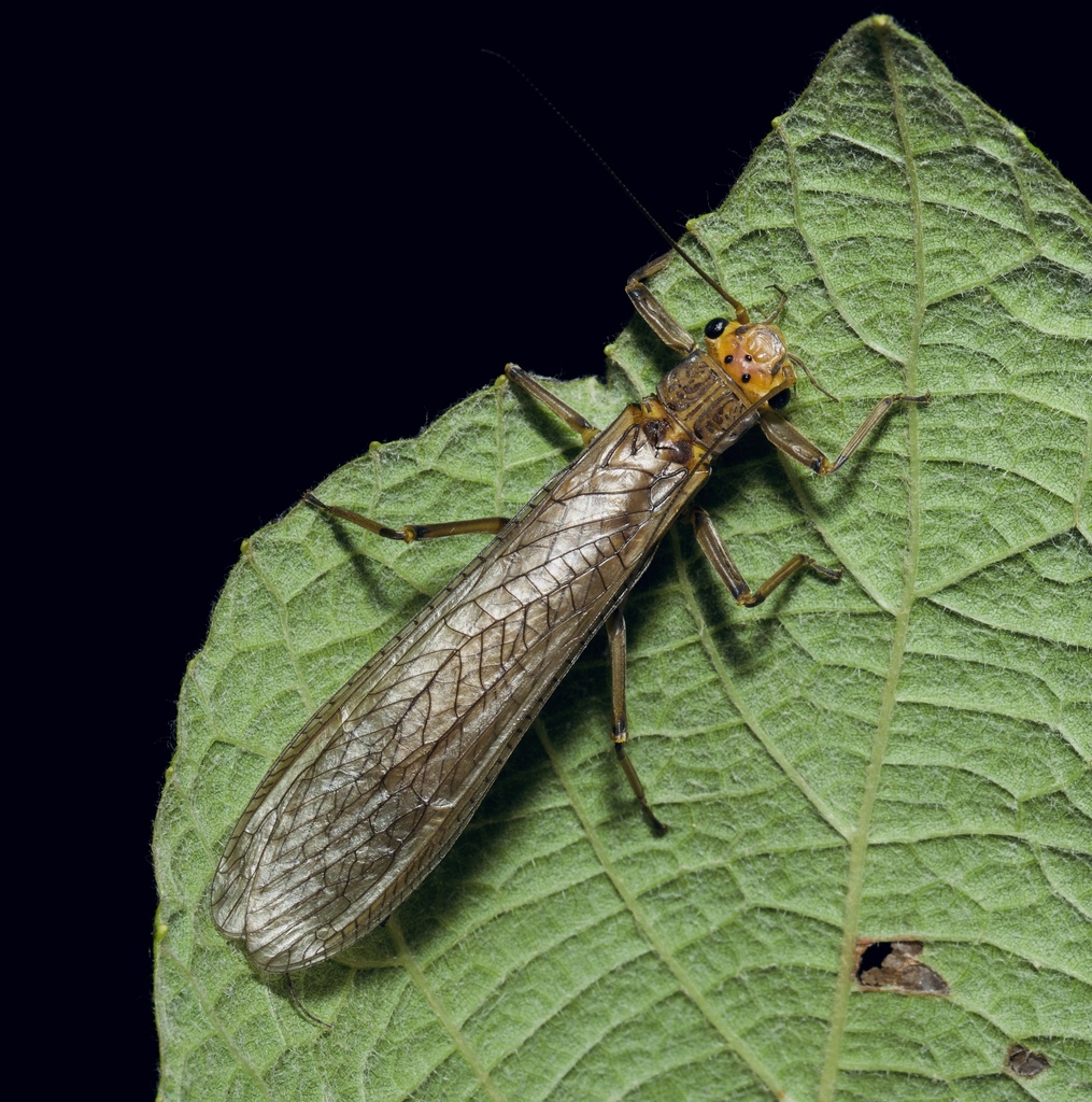 Perloidea from S Harrison Ave, Kirkwood, MO, US on June 25, 2020 at 01: ...