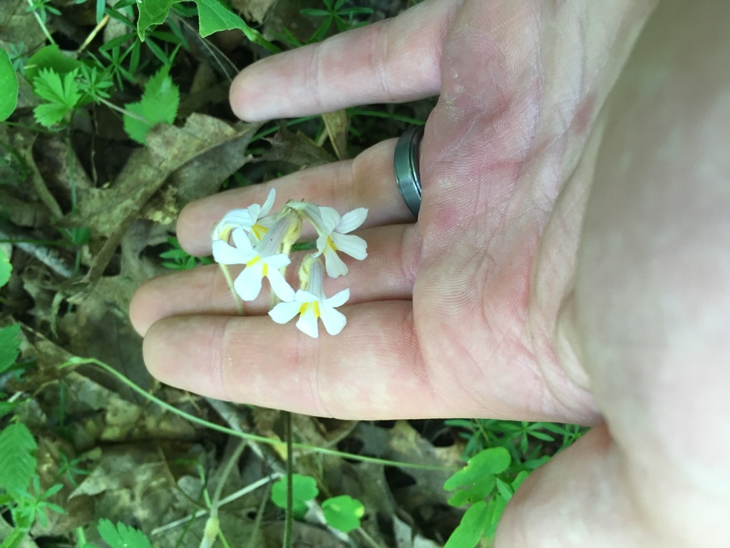 one-flowered cancer-root from Buffalo County, US-WI, US on June 2, 2017 ...