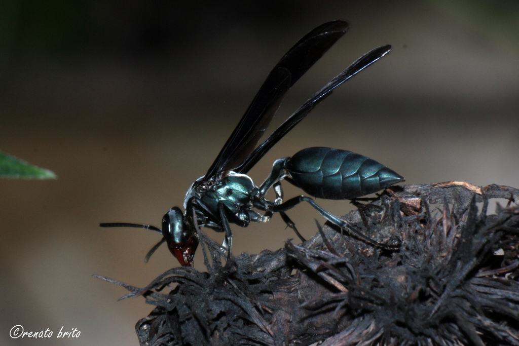 Synoeca cyanea from Cachoeira das 15 quedas on January 18, 2018 by ...