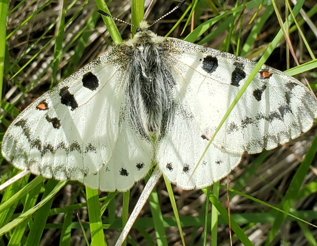 Parnassius smintheus magnus from Bamber Creek Road on June 28, 2020 at ...