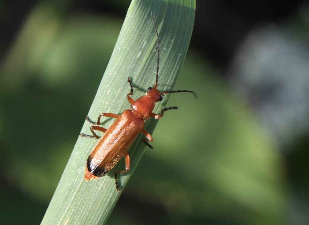 Common Red Soldier Beetle from Schattbachstraße, Бохум, Северный Рейн ...