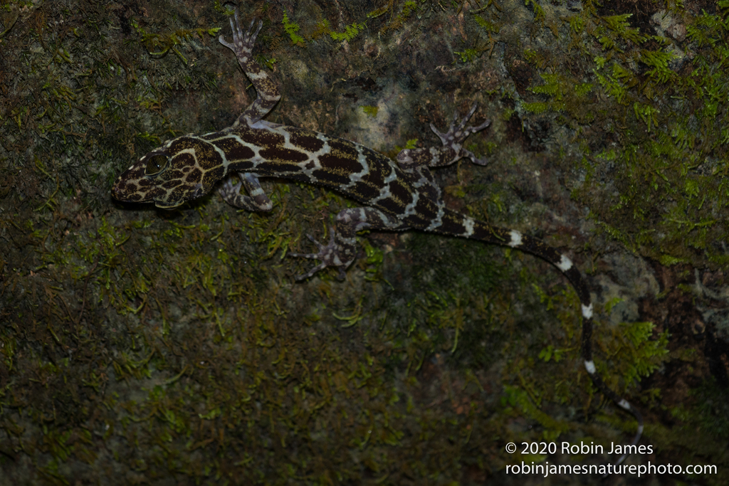 Borneo Bow-fingered Gecko from Kota Belud, Sabah, Malaysia on April 10 ...