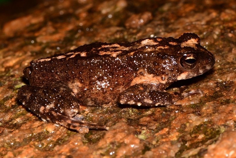 Kandyan Dwarf Toad in June 2020 by Nuwan Chathuranga · iNaturalist