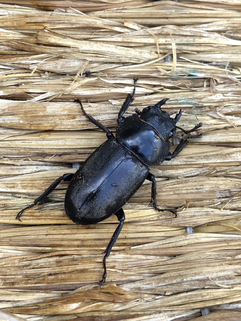 Dorcus rectus rectus from 本町通, 樺戸郡月形町, 北海道, JP on July 1, 2020 at 03:38 ...