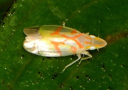 Genus Kana · iNaturalist