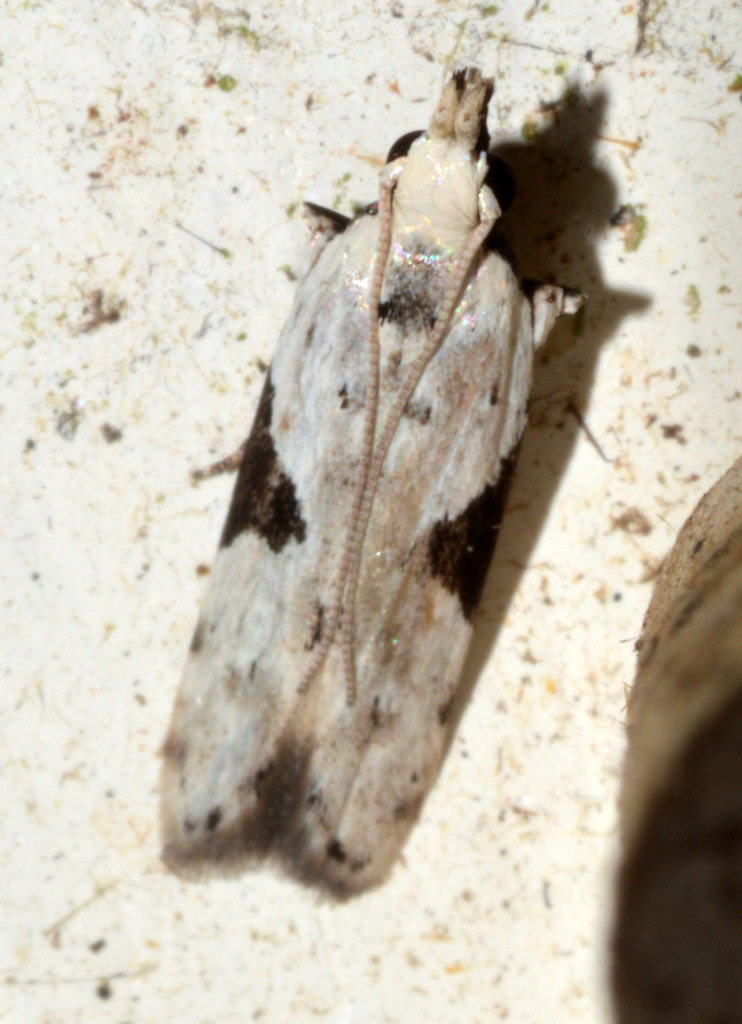 Anarsia anisodonta from Danbulla QLD 4872, Australia on June 25, 2020 ... Anarsia anisodonta from Danbulla QLD 4872, Australia on June 25, 2020 ...