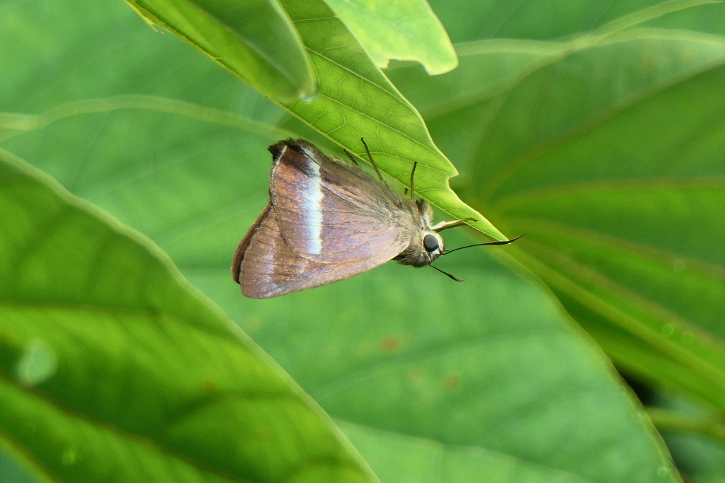 Common Banded Awl from 香港老圍 on July 01, 2020 at 08:45 AM by K W Liu ...