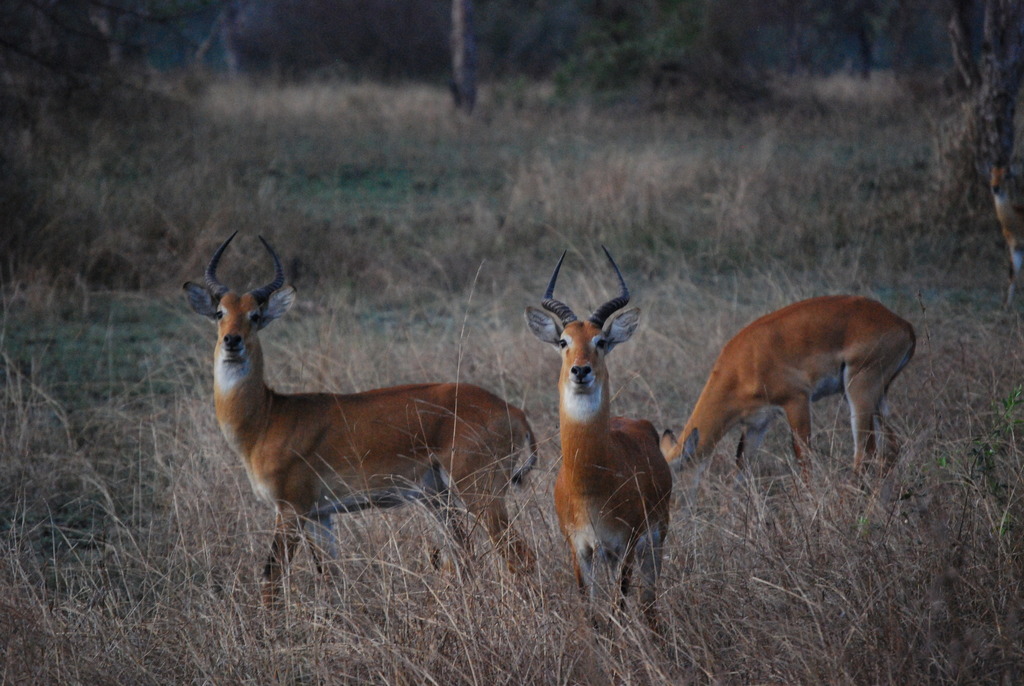 Ugandan Kob from Toro-Semliki Wildlife Reserve, Uganda on October 2 ...