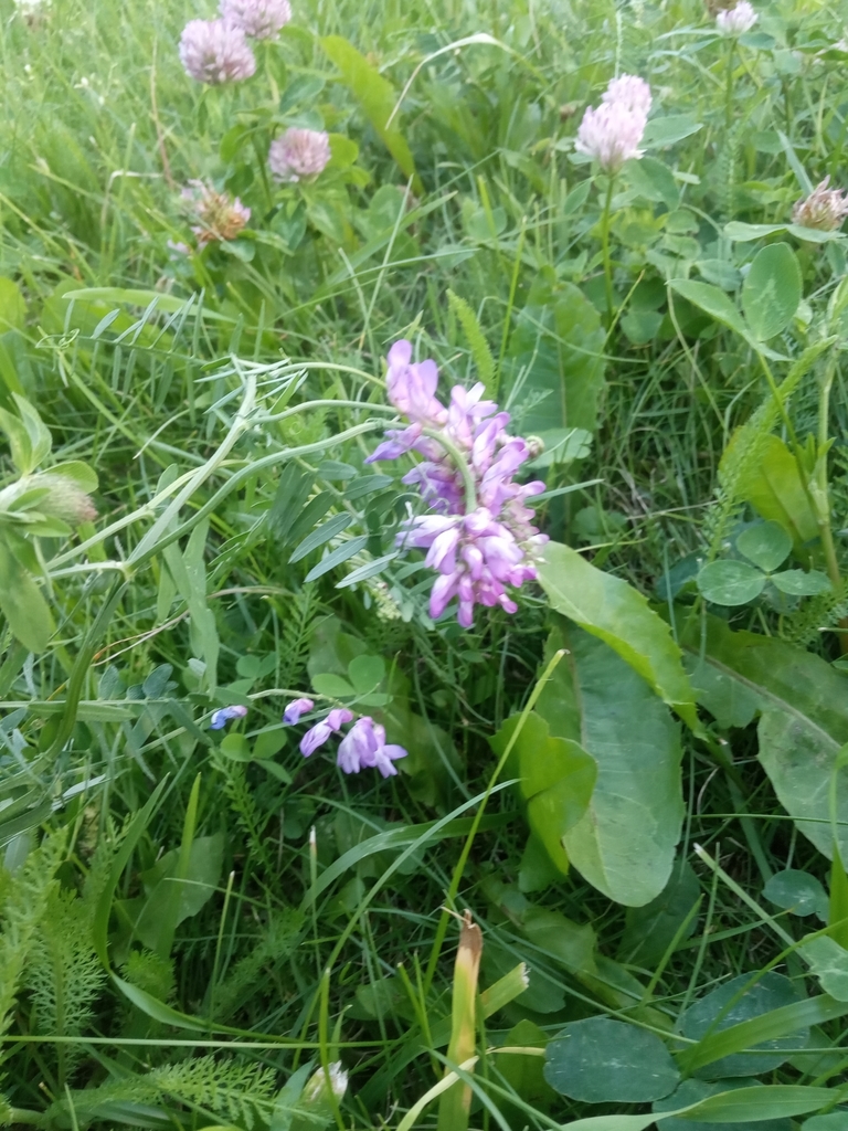 tufted vetch from Минск 220089, Беларусь on July 01, 2020 at 05:48 PM ...