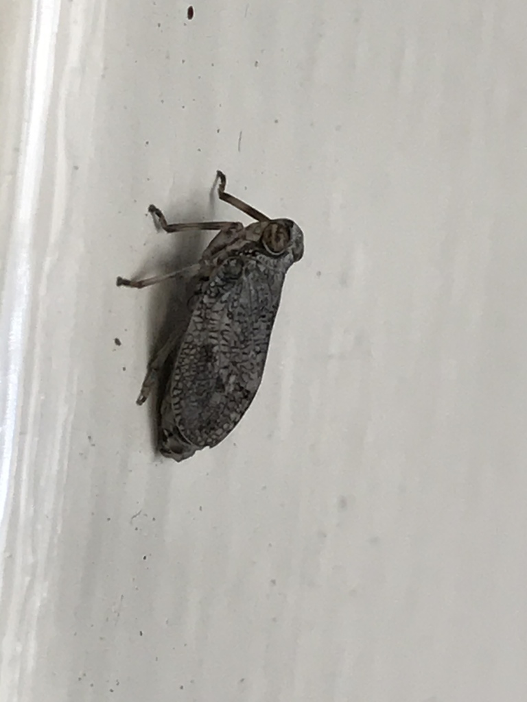 common issid bug from Zetveld, Nootdorp, Zuid-Holland, NL on July 01 ...