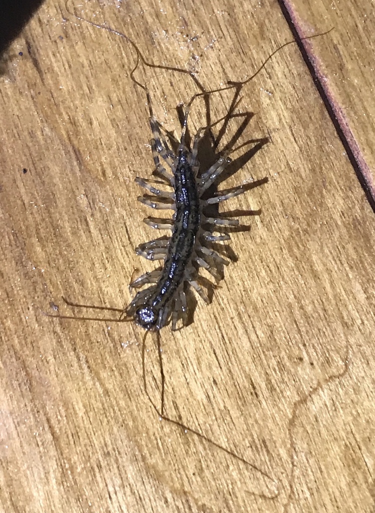 Japanese House Centipede from Kyoto Tamba Kogen Quasi-National Park ...