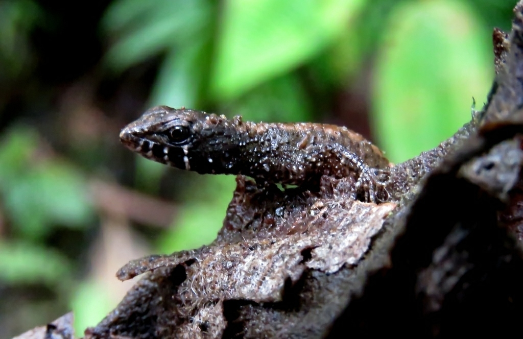 Common Stream Lizard from Loreto Road Km13 Ecuador on June 27, 2020 at ...