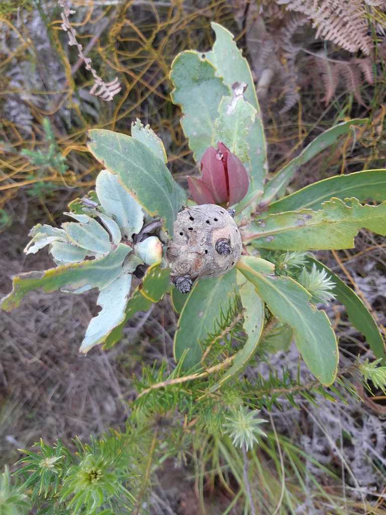 Sombre African Flutist Weevil from Stellenbosch Municipality, South ...