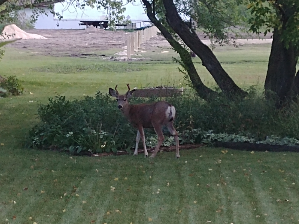 Rocky Mountain Mule Deer in September 2019 by Paul Stanley · iNaturalist