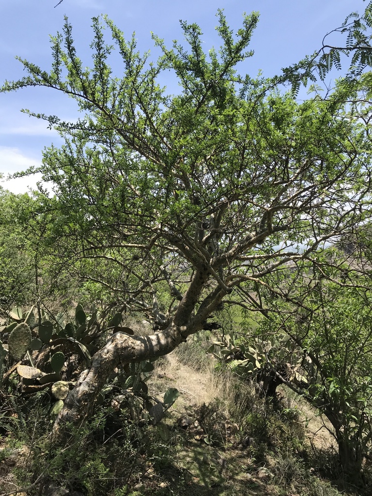 Mexican Frankincense from Salamanca, GTO, MX on July 1, 2020 at 02:09 ...
