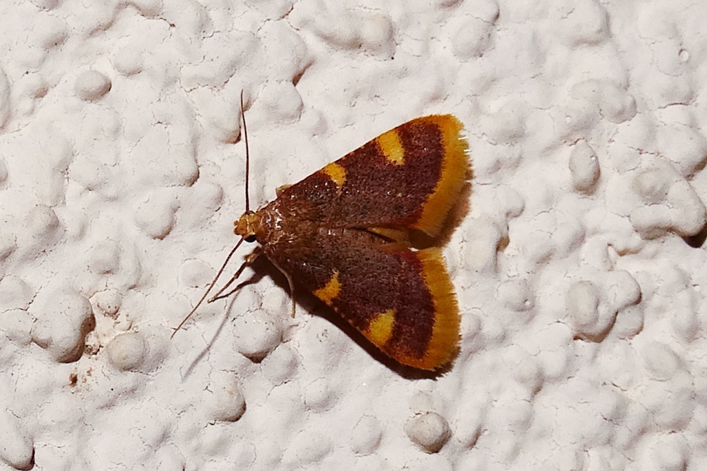 Clover Hayworm Moth from House--Santee on April 29, 2014 at 09:21 PM by ...