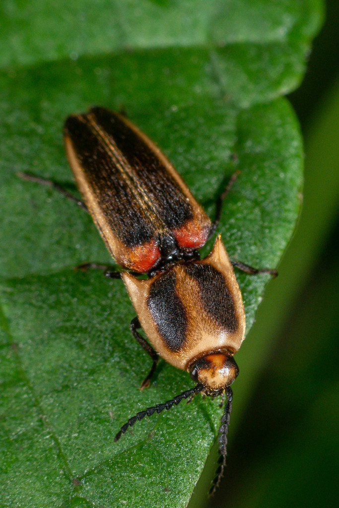 August Coastal Click Beetle from 3301 S International Blvd FM 1015 ...