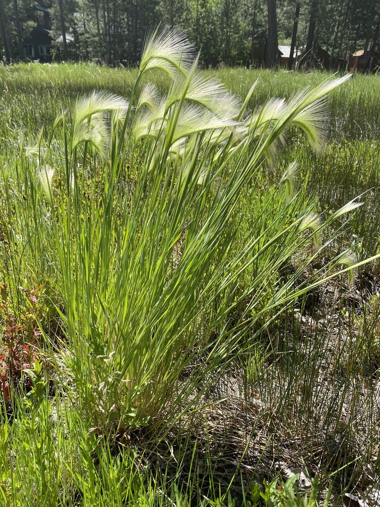 Foxtail Barley from Beach Rd, South Lake Tahoe, CA, US on June 30, 2020 ...