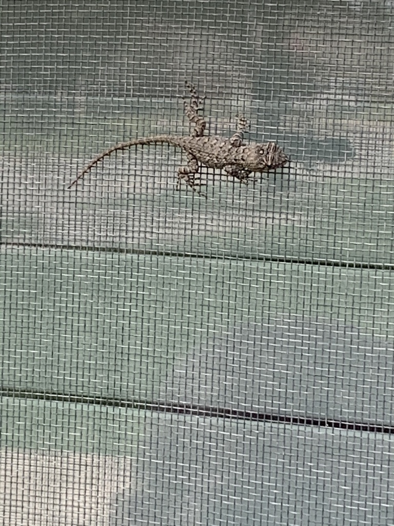 Prairie Lizard from Wrought Iron Dr, Harker Heights, TX, US on July 1 ...