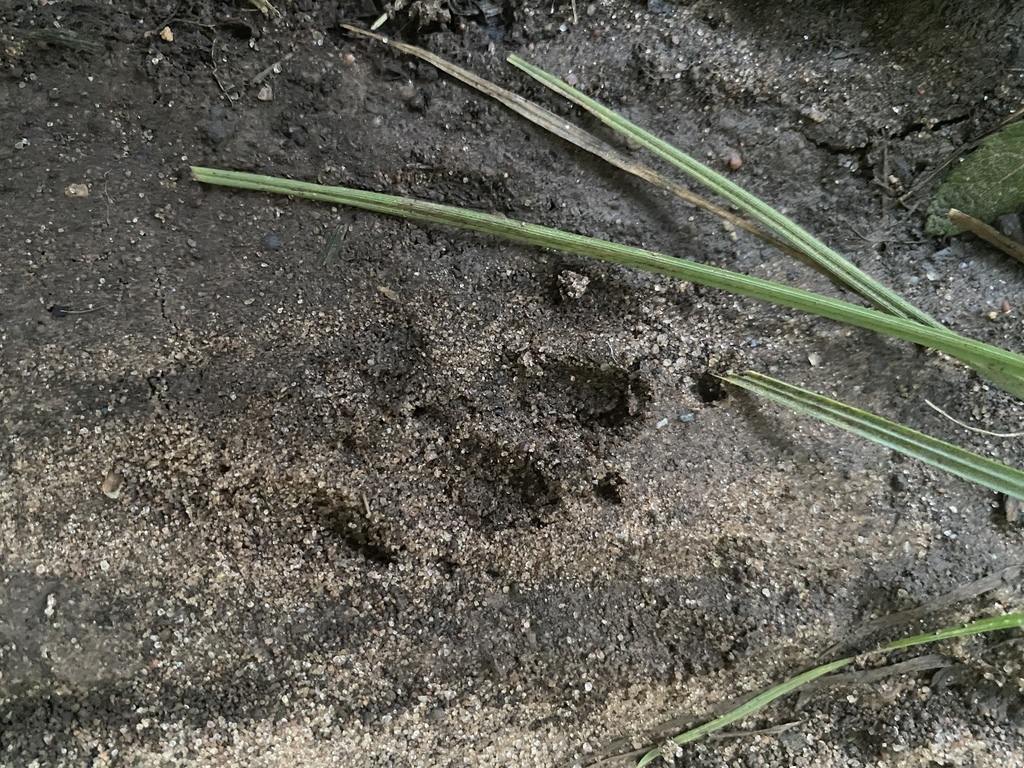 Fisher in July 2020 by Jennifer Vieth · iNaturalist