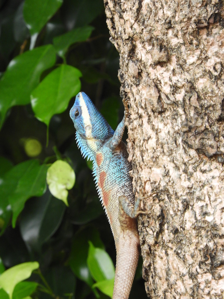 Myanmar Blue Crested Lizard from 香港香港迪士尼樂園度假區 on July 1, 2020 at 04:20 ...