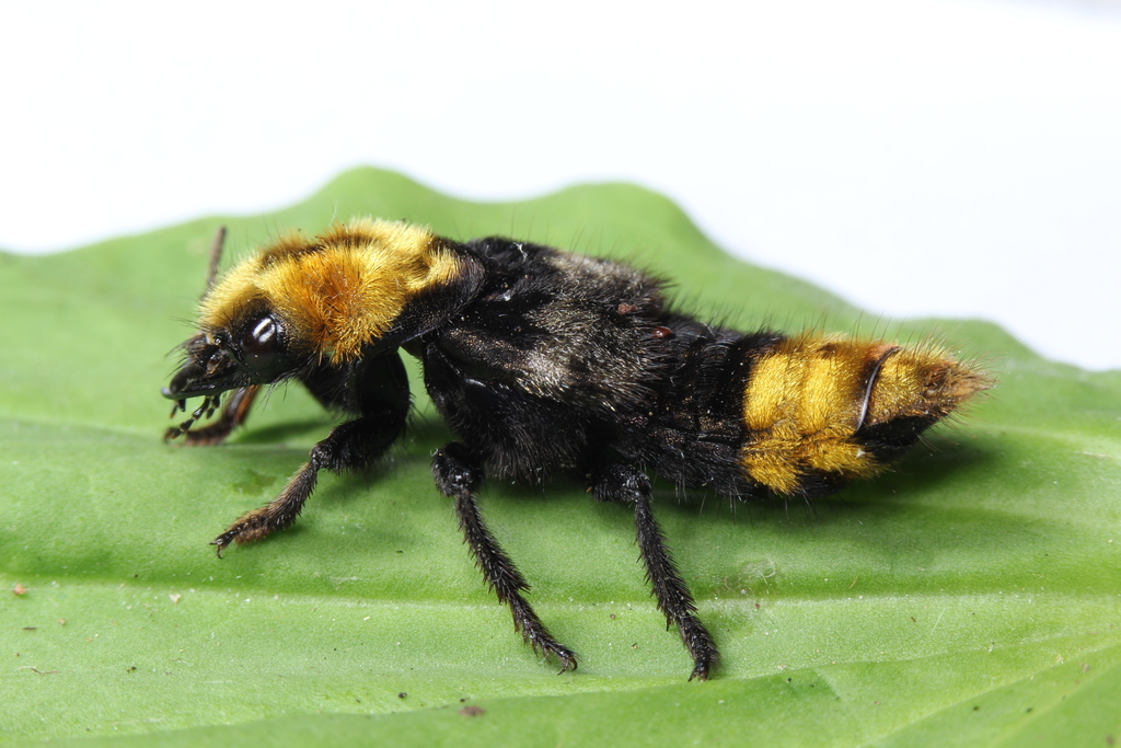 Maid of Kent beetle from Südtirol, Italien on June 23, 2020 at 12:48 PM ...