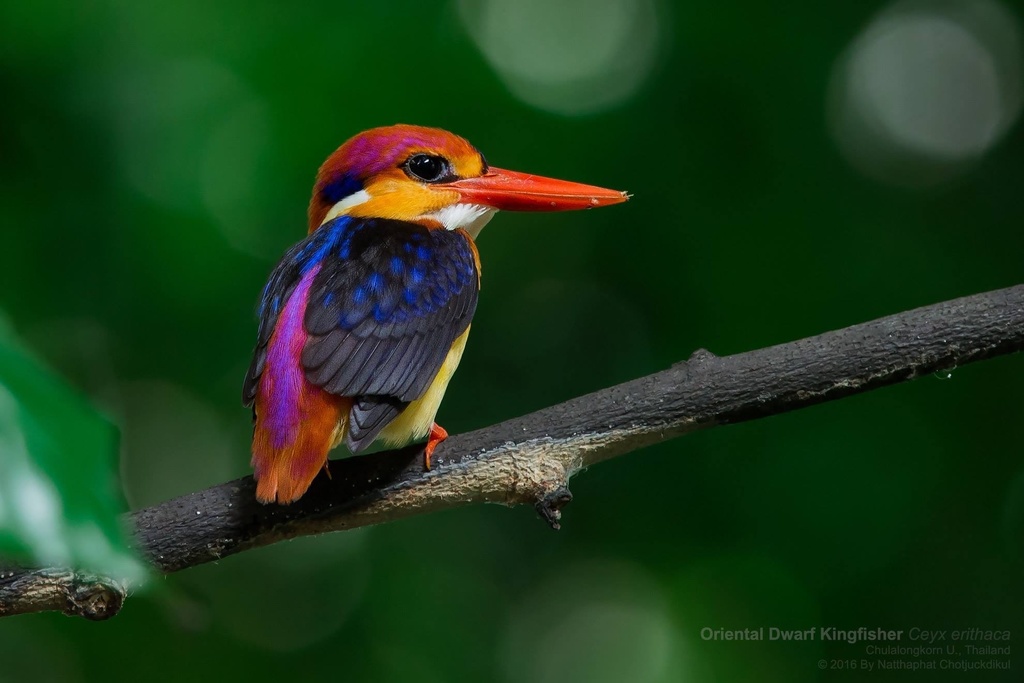 Oriental Dwarf Kingfisher
