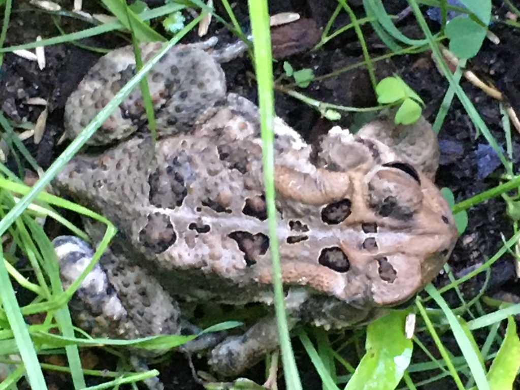 American Toad from Piney Orchard Nature Preserve on July 2, 2020 at 07: ...