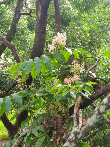 Bosistoa pentacocca · NaturaLista Colombia