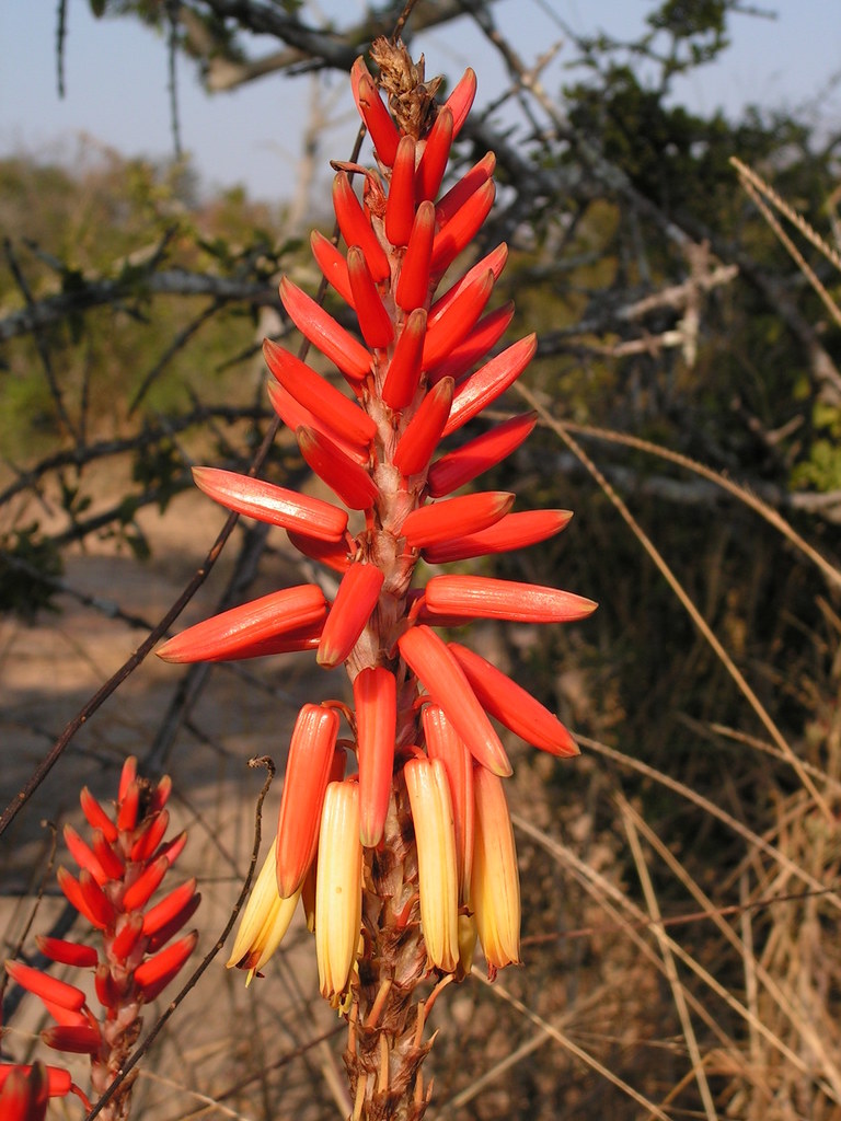 Aloe lutescens from Mopani, Zuid-Afrika on July 17, 2006 by Hugo van ...