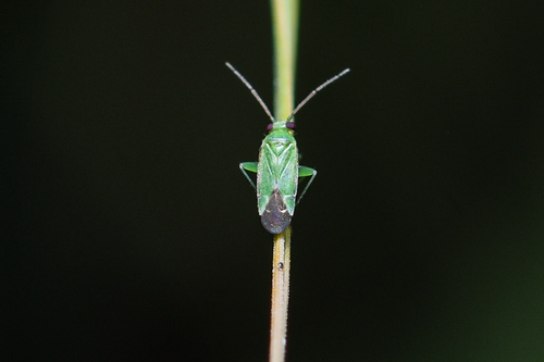 Mediterranean Tamarisk Plant Bug (Tuponia hippophaes) · iNaturalist