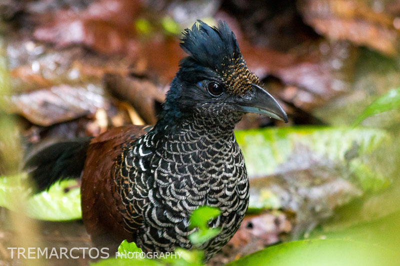 Banded Ground-Cuckoo (Neomorphus radiolosus) - Avian Discovery