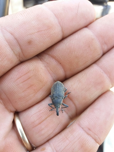 Larinus ovaliformis · iNaturalist