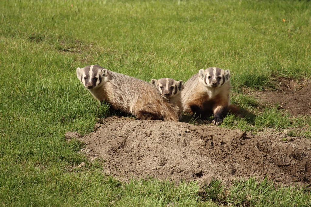 American Badger from Erlton, Calgary, AB, Canada on July 1, 2020 at 05: ...