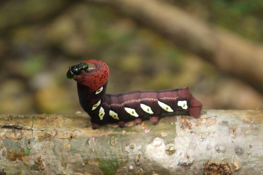 Satellite Sphinx from Calakmul Municipality, Campeche, México on July ...