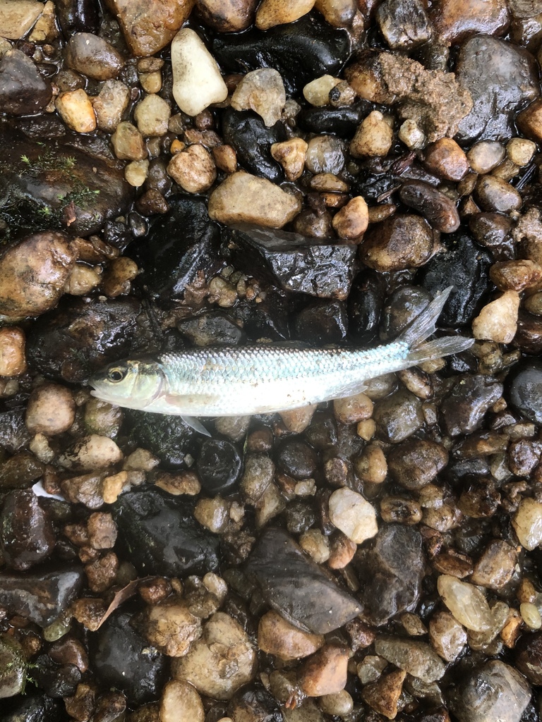 Fallfish from Woodford, VA, US on July 2, 2020 at 12:09 PM by Michael ...