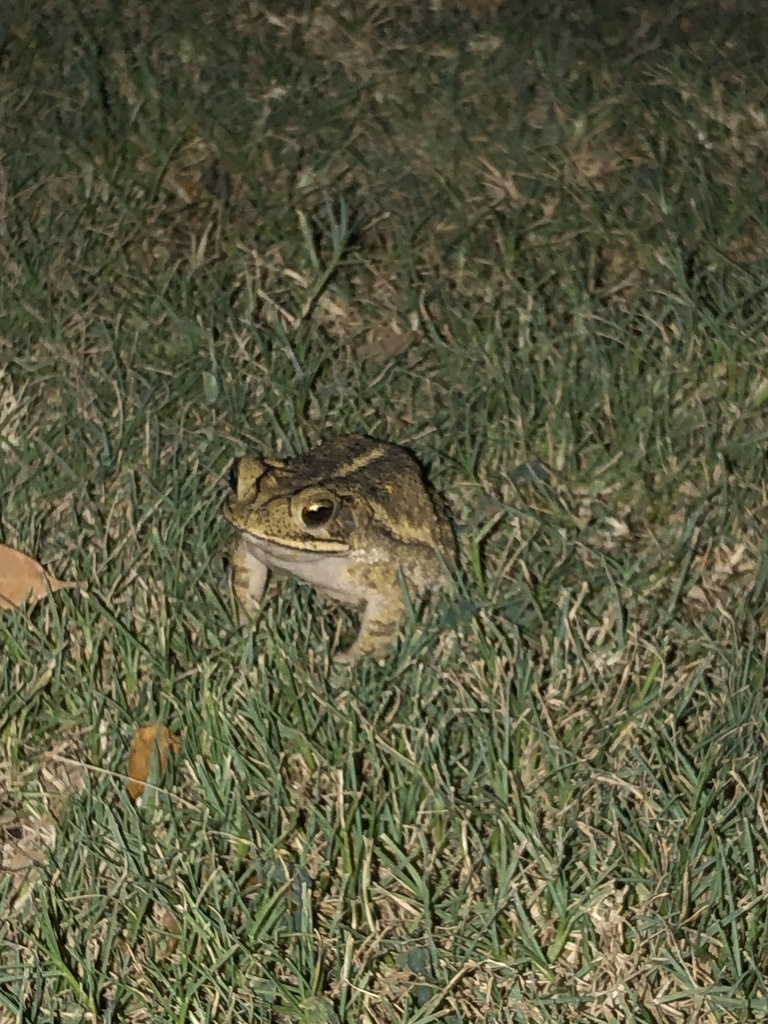 Gulf Coast Toad in July 2020 by Liana Benavides · iNaturalist