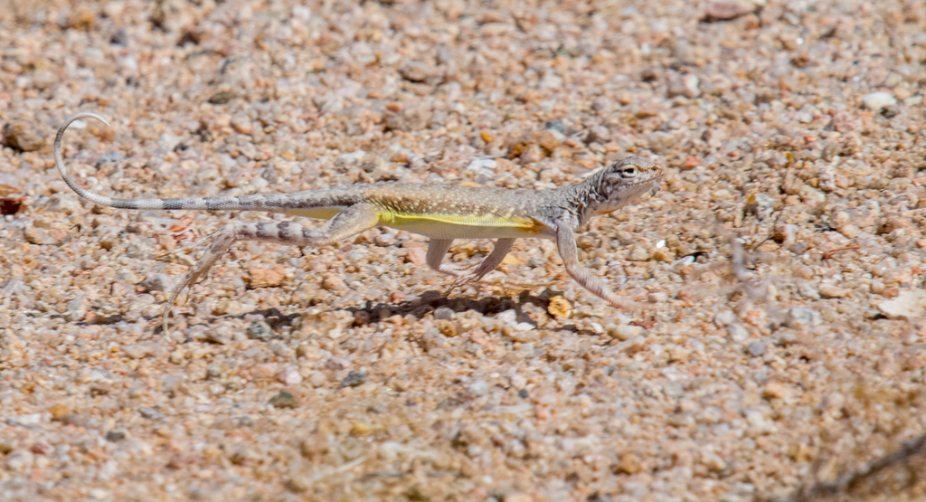 Zebra-tailed Lizard from Kern County, CA, USA on June 30, 2020 at 09:29 ...