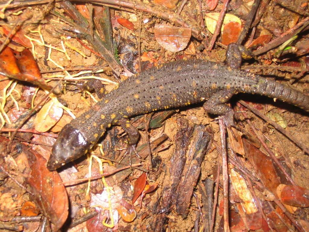 Yellow-spotted Night Lizard from Provinz San José, Costa Rica on July ...