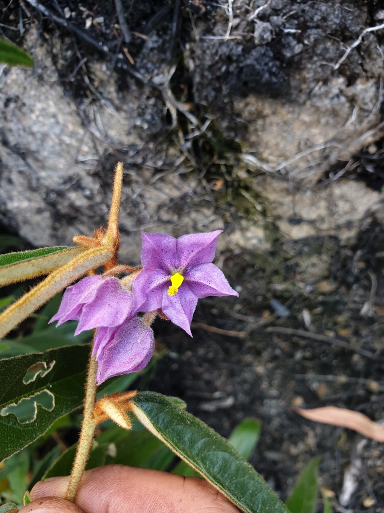 mountain fire-bush from Dunoon NSW 2480, Australia on July 3, 2020 at ...