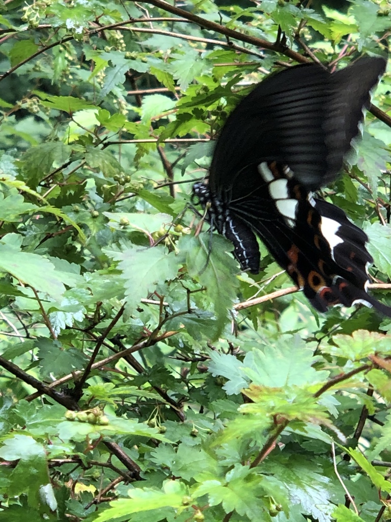Red Helen Swallowtail from National Museum of Nature and Science ...